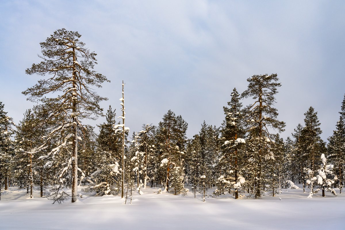 Lapping up Lapland (and the Northern Lights!)