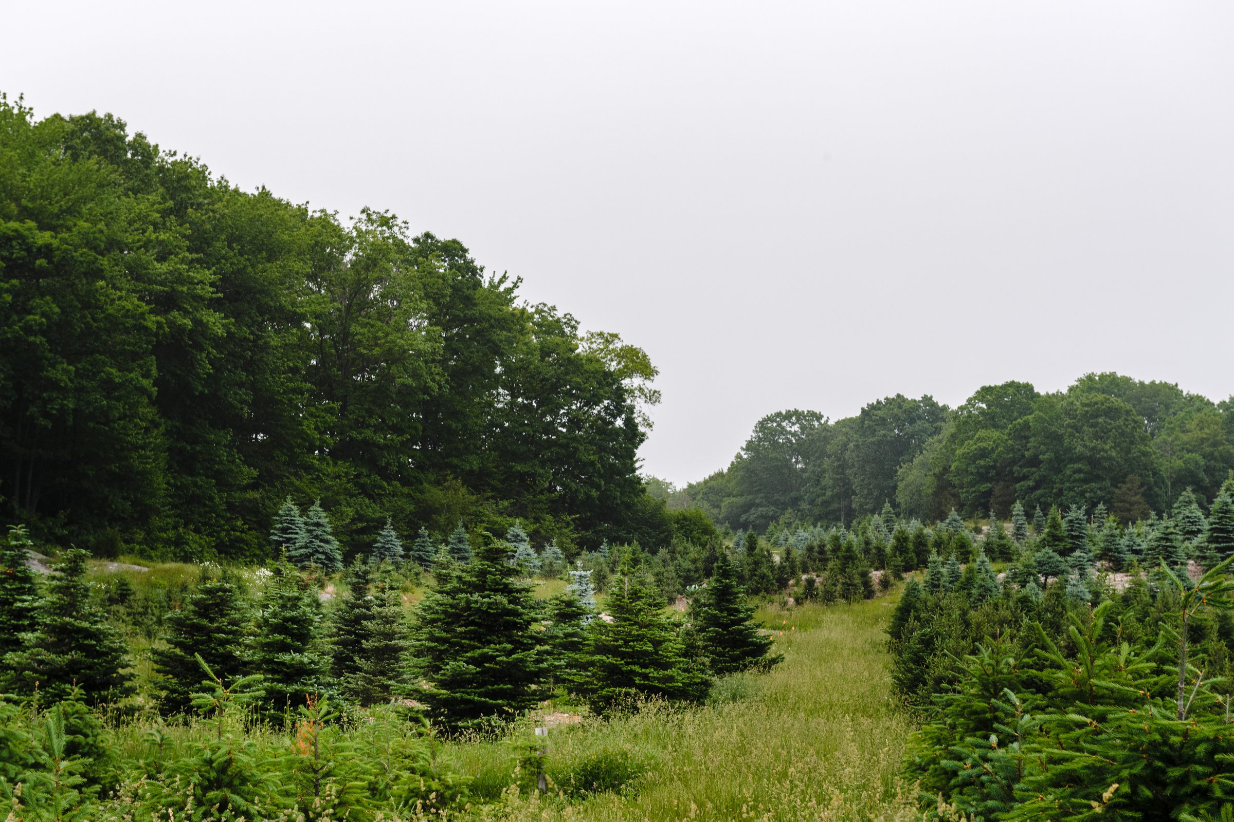 Jones Family Farms, Shelton, CT