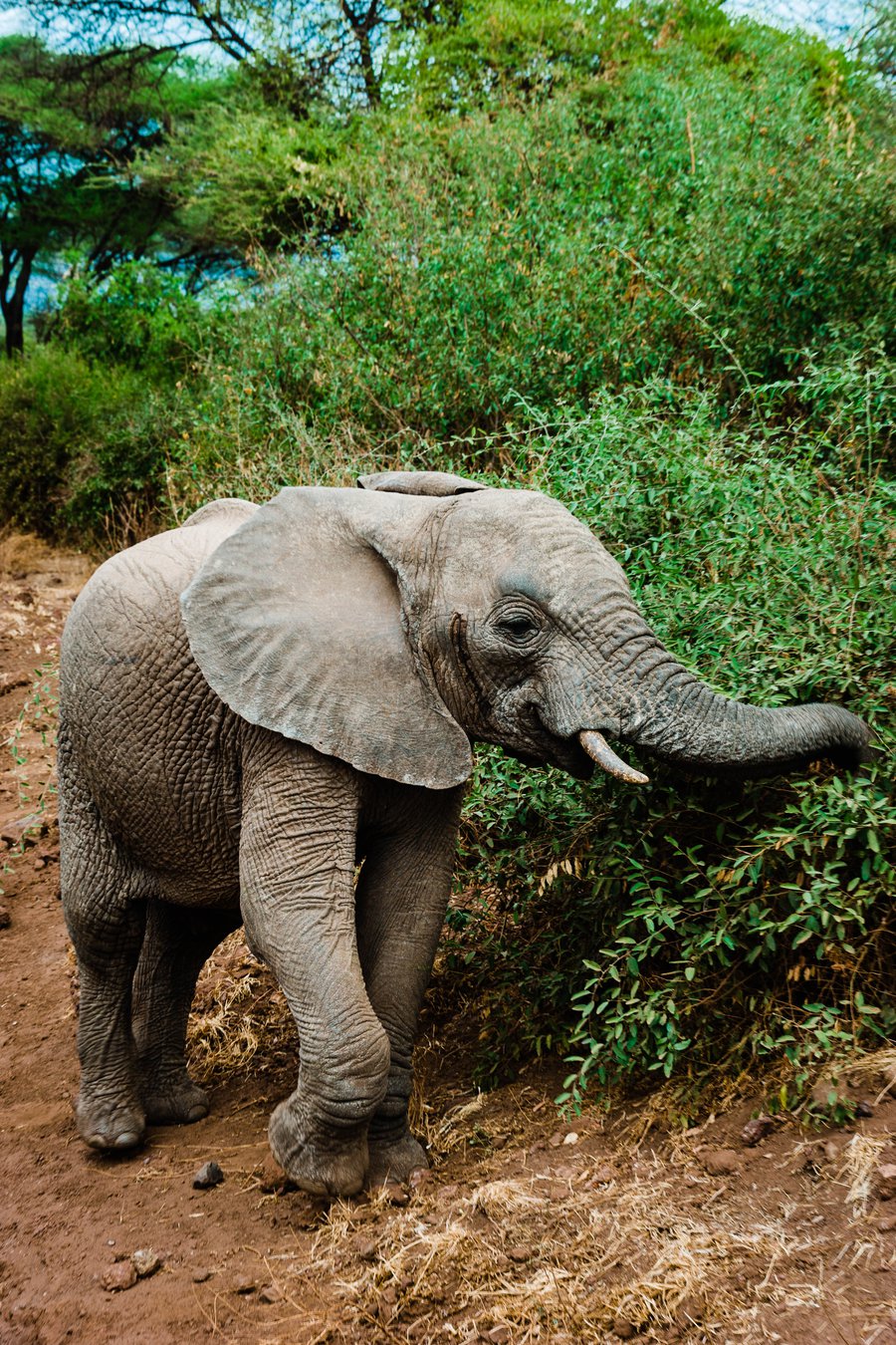 Lake Manyara National Park, Tanzania
