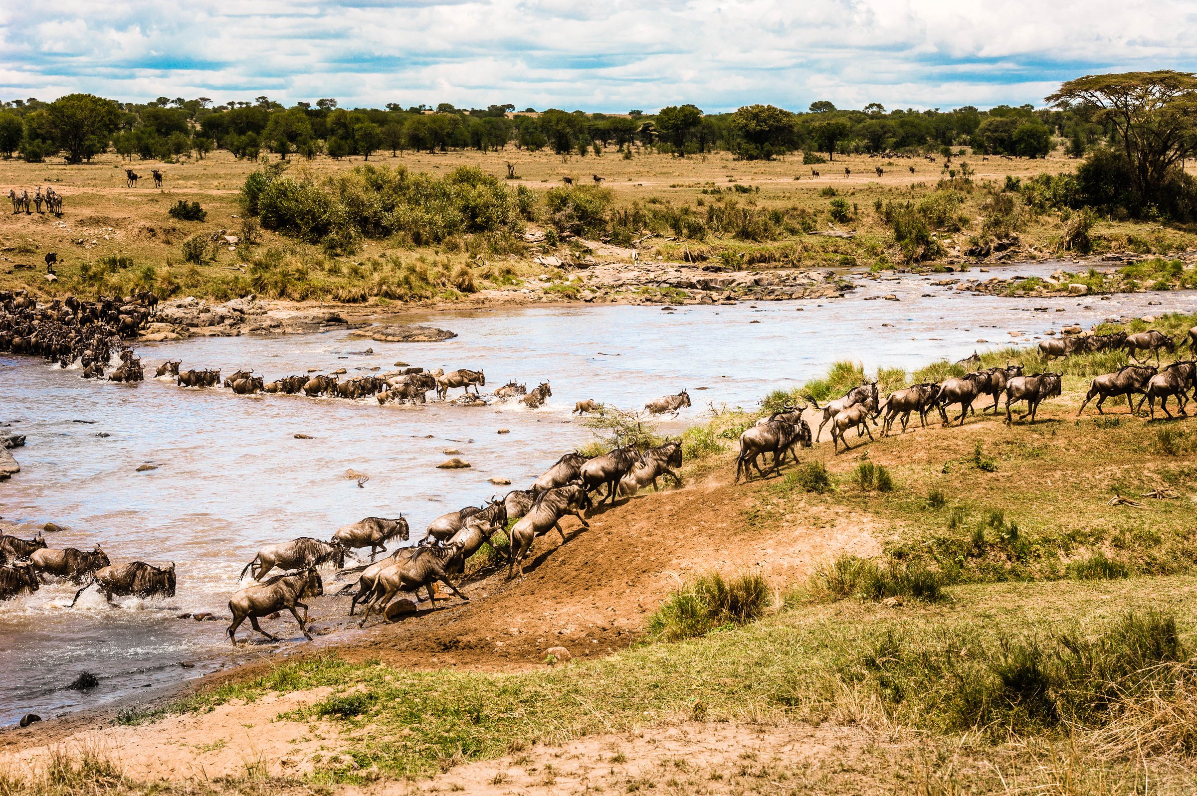 Mara River Crossing, Northern Serengeti, Tanzania